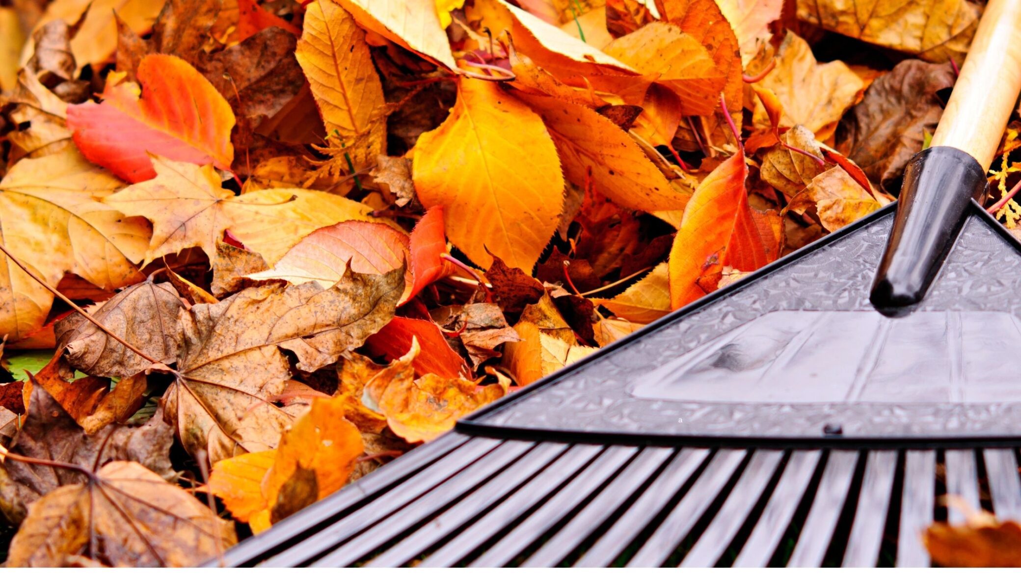 Fall Clean-Up: Prep Your Yard for Winter - Premier Property Maintenance ...